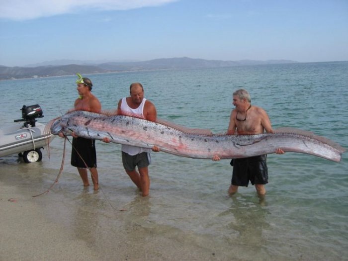 Oarfish: The longest fish in the world | Amusing Planet